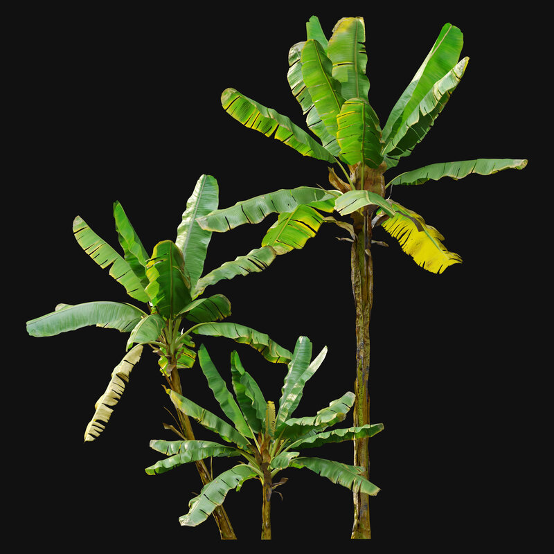 Banana Tree 3D model